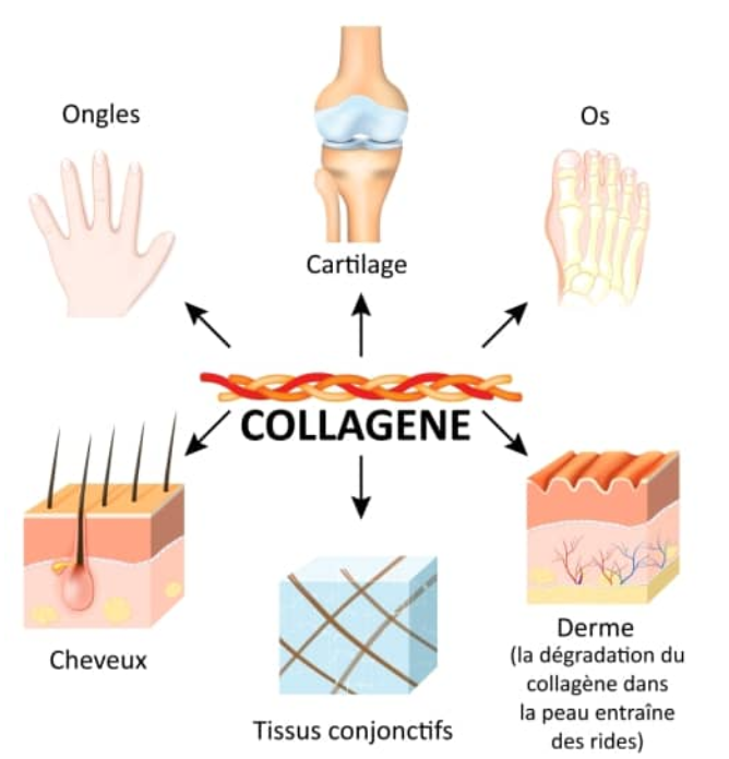 Qu'est ce que le collagène, à quoi sert-il ? – Collagenzen